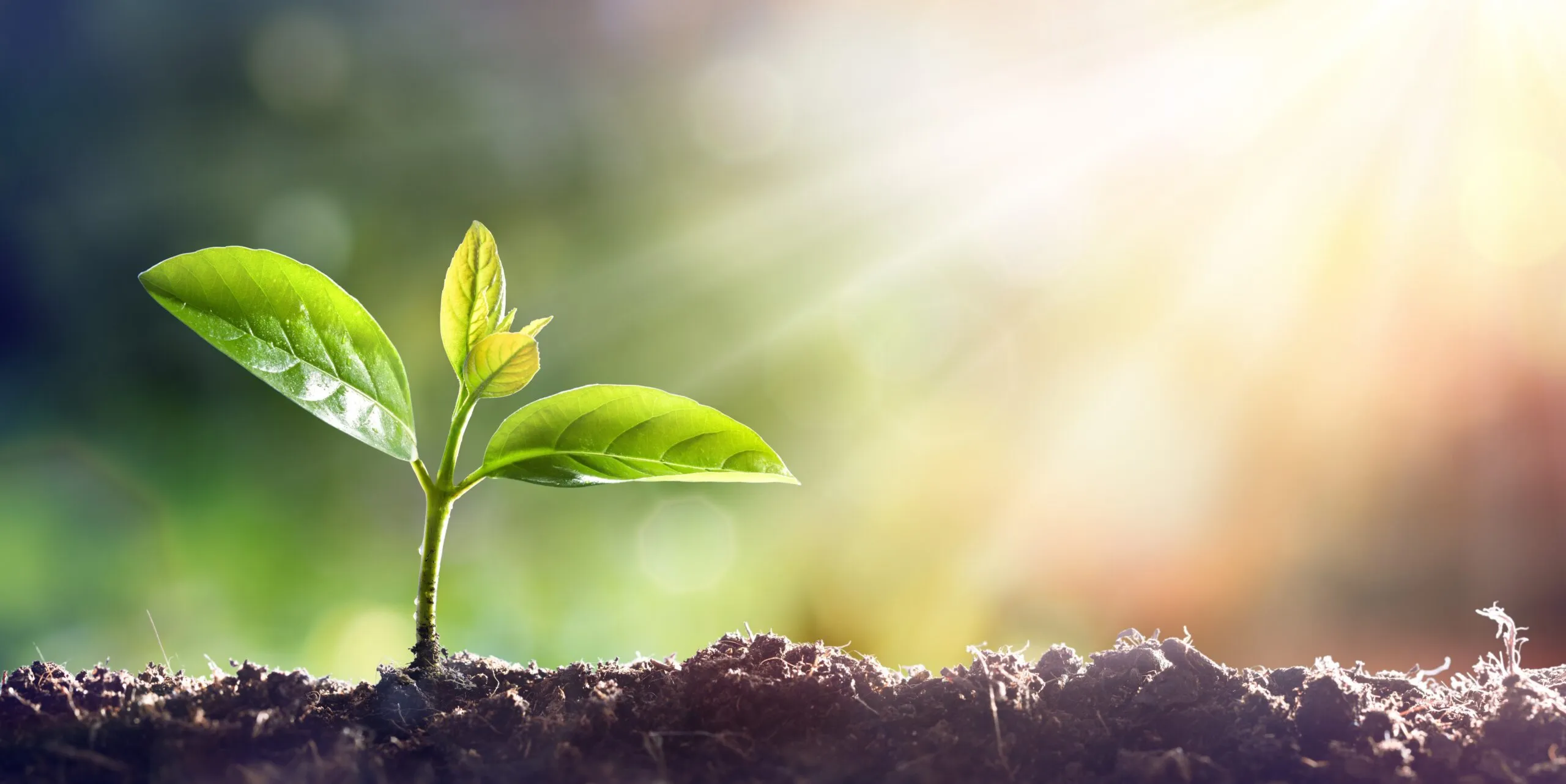 The Spirit's Work in Our Spiritual Growth - Rooted Thinking : Rooted ...